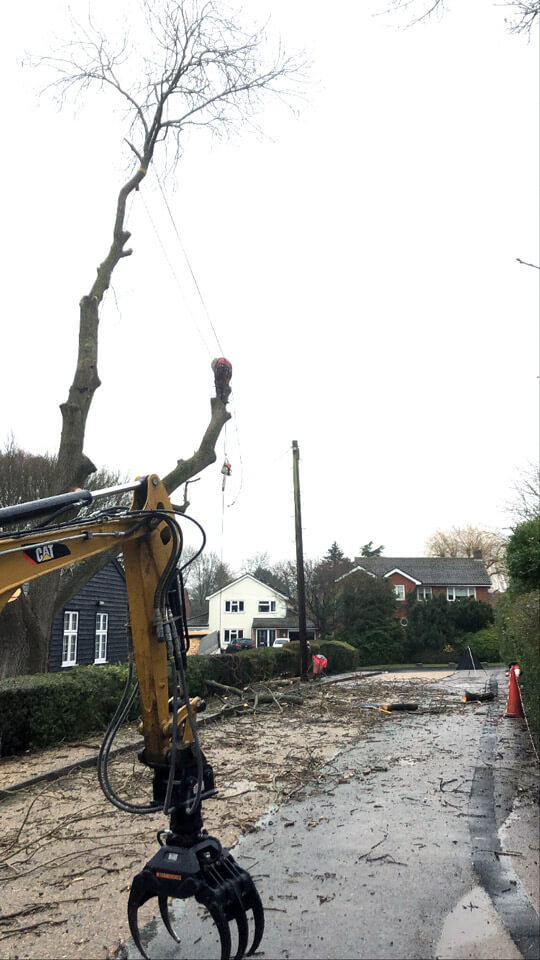 Ash Tree Removal near Dunmow | Tree Surgeon Dunmow Essex