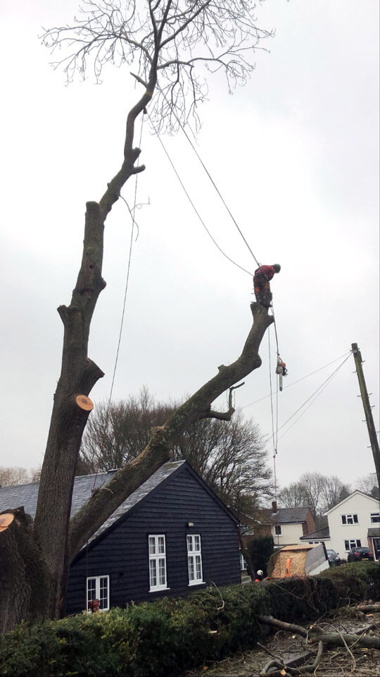Ash Tree Removal near Dunmow | Tree Surgeon Dunmow Essex