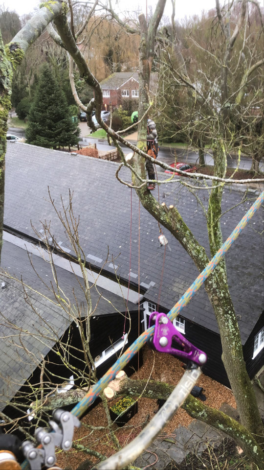 Ash Tree Removal near Dunmow | Tree Surgeon Dunmow Essex