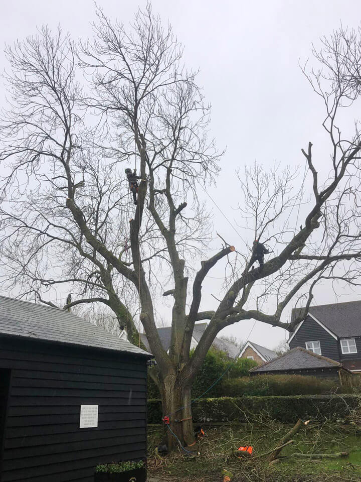 Ash Tree Removal near Dunmow | Tree Surgeon Dunmow Essex