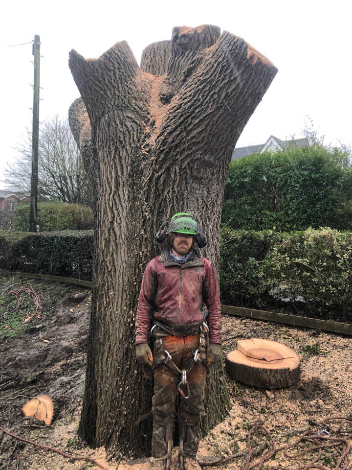 Ash Tree Removal near Dunmow | Tree Surgeon Dunmow Essex